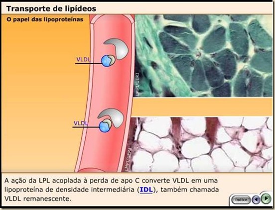 Blog de Bioquímica: TraNspOrtE de LipídEOs por LiPopRoTEínaS